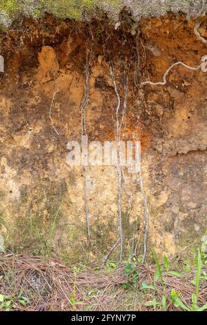 Forest road cut, exposing natural sediments of sand and clay, part of ...