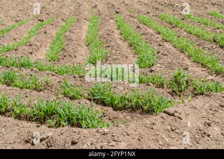 Agricultural plant sprout grows in the field under blue sky with copy ...