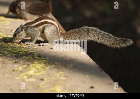 Adorable chipmunk on a rocky surface eating seeds fallen from a tree ...