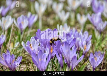 Hummel, Echte Biene, Gattung, Bombus, Biene, Honigbiene, fliegen ...