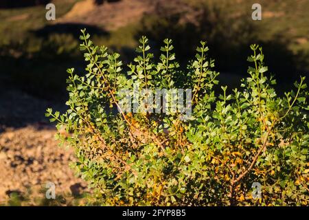 Shrub of Larrea Divaricata, locally known as Jarilla, in Uspallata ...