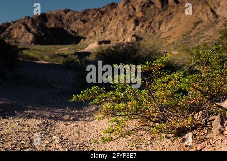 Shrub of Larrea Divaricata, locally known as Jarilla, in Uspallata ...