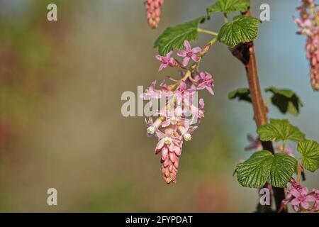 Closeup shot of growing Ribes sanguineum plants Stock Photo - Alamy