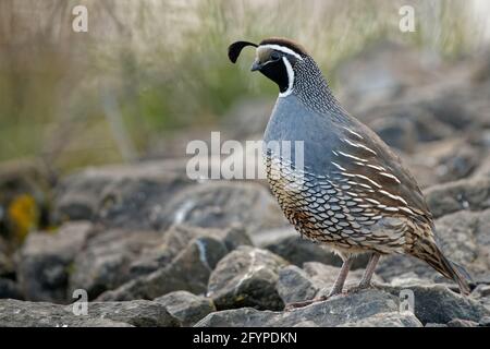 Closeup shot of a cute California quail Stock Photo - Alamy
