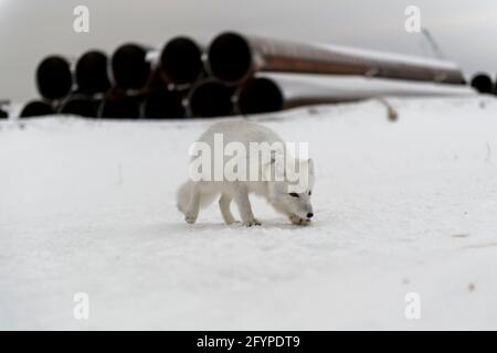 Wild arctic fox with plastic on his neck in winter tundra. Ecology ...