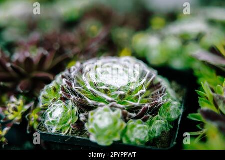 Potted cobweb house-leek cactus on a blurred background Stock Photo - Alamy