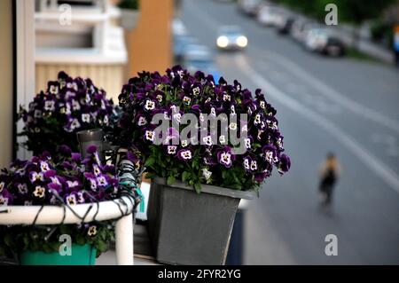 Copenhagen, Denmark. 29 May 2021,Danish dailiy news papers on news ...