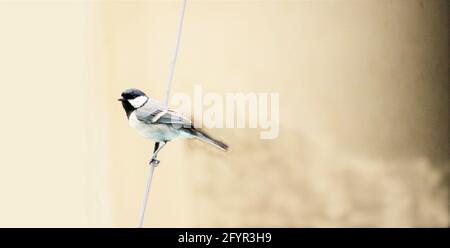 Black headed finch Stock Photo - Alamy