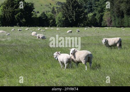 Coopworthschaf / Coopworth sheep / Ovis Stock Photo - Alamy