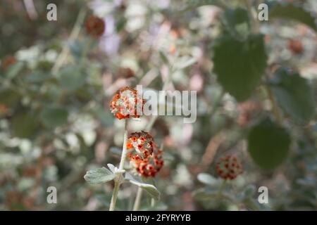Buddleja marrubiifolia - woolly butterfly bush Stock Photo - Alamy