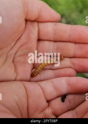 A red flat bark beetle Larva on a bark of a tree in the forest Stock ...