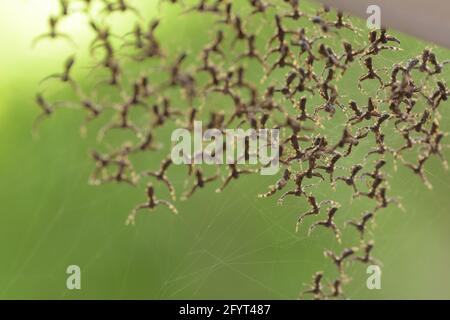 A cluster of tiny newly hatched baby spiders (spiderlings) in a web in ...