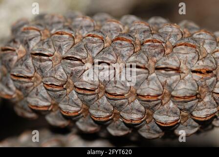 Allocasuarina littoralis Black Sheoak she oak Stock Photo - Alamy