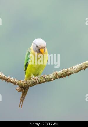 Indian plum headed parrot or parakeets feeding Rajasthan India Stock ...