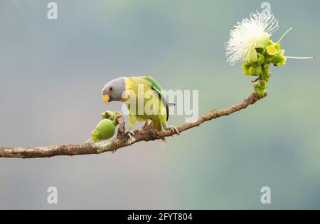 Indian plum headed parrot or parakeets feeding Rajasthan India Stock ...