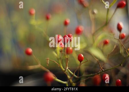 Texas Native Pepper Chiltepin Pepper Capsicum annuum var. glabriusculum ...