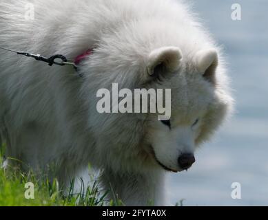 A closeup shot of a cute fluffy Samoyed dog walking outdoors Stock ...