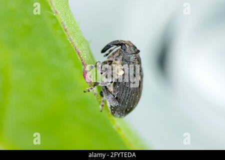 Poppy root weevil (Stenocarus ruficornis) - one of the most significant ...