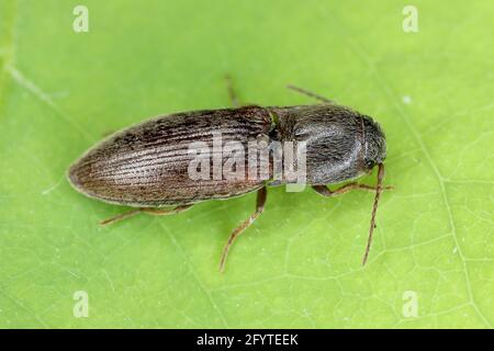 Agriotes sputator brown-black beetle, a pest of cereals and other crops ...