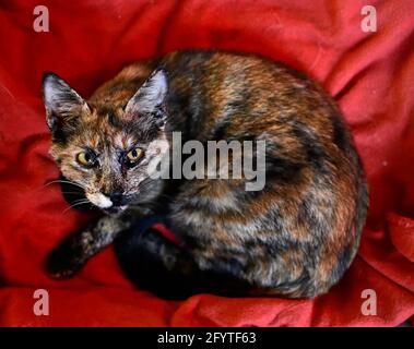 A closeup shot of a beautiful patterned cat face Stock Photo - Alamy
