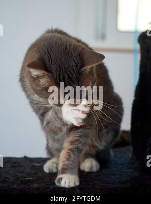 A closeup shot of a striped cat scratching itself Stock Photo - Alamy