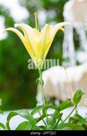 Lily flowers decorated the garden at FLORIA 2012 event held in ...