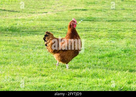 Single free brown hen grasing on green grass in summer sunny day. A ...