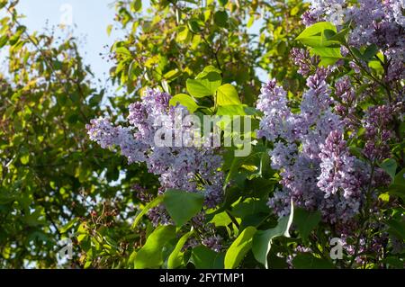 the flowering twigs of a lilac bush with pastel colored blossoms on a ...