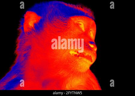 Monkeys in black background. Scanning the animal's body temperature ...