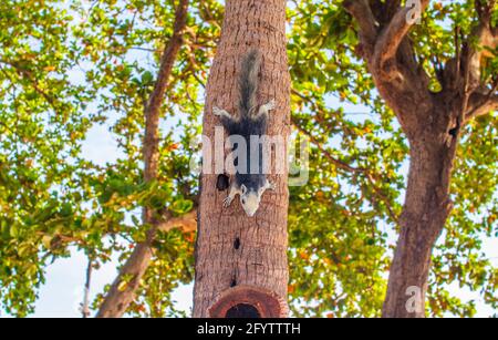 A closeup shot of a Thai squirrel on a tree in Thailand on a bright day ...