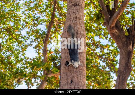 A closeup shot of a Thai squirrel on a tree in Thailand on a bright day ...