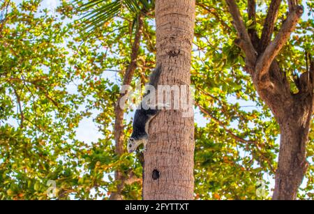A closeup shot of a Thai squirrel on a tree in Thailand on a bright day ...