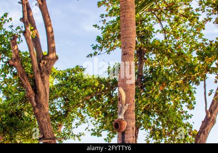 A closeup shot of a Thai squirrel on a tree in Thailand on a bright day ...