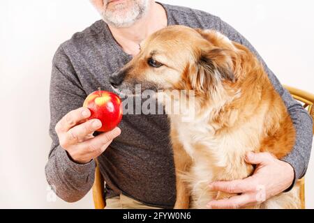 Man feeding his lovely dog with an apple. Meal time Stock Photo - Alamy