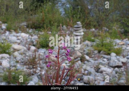 A closeup shot of a Blooming Sally flower Stock Photo - Alamy