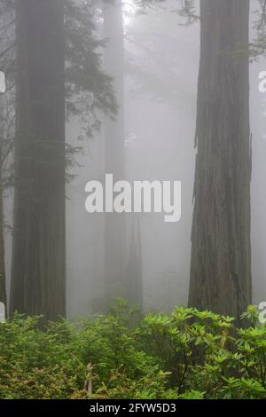 Coastal Redwood forest in fog (Sequoia sempervirens) Redwood National ...