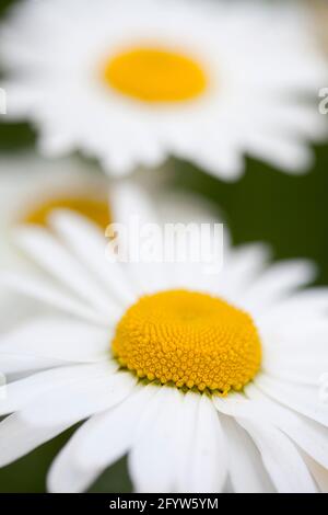 Oxeye daisy (Leucanthemum vulgare) Photo: Anders Good / TT / code 2343 ...