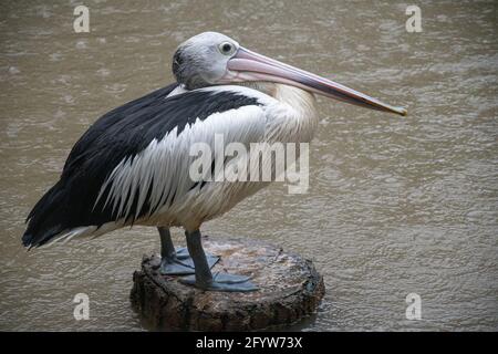 Australian pelican standing on a tree trunk during raining day. Its ...