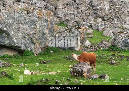 A cow rubs her neck against a stone Stock Photo - Alamy
