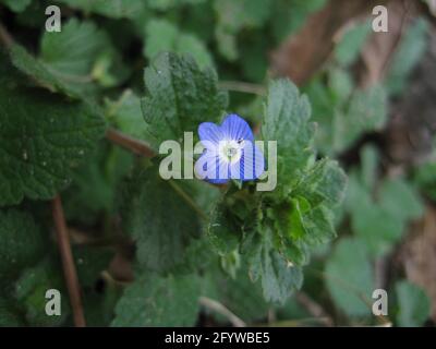 Blue small wild flower macro Muscari neglectum family asparagaceae ...