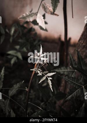 A closeup of neem tree trunk with a pruned limb on a white background ...