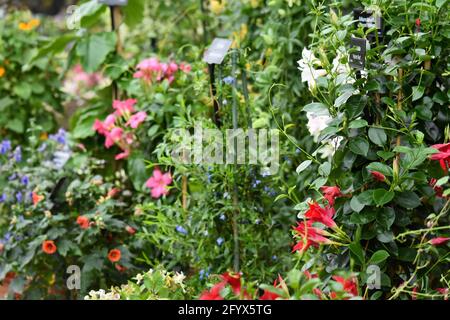 The Good Food show and Gardening show Stock Photo - Alamy