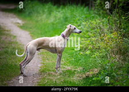 Whippet (Canis lupus f. familiaris), standing, side view Stock Photo ...