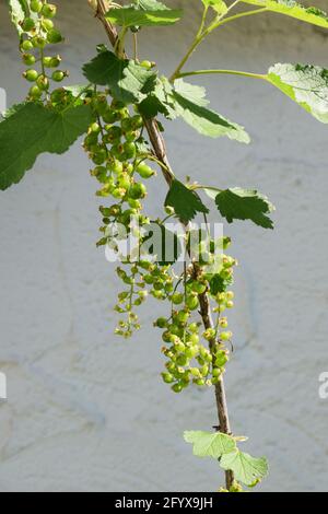 green currant pant Stock Photo - Alamy