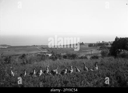 Vanderlip Estate, Palos Verdes, California, ca 1930s Stock Photo - Alamy