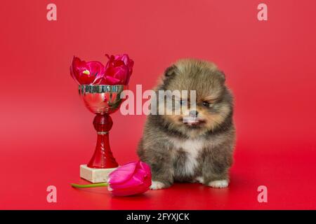 Small pomeranian puppy and a tulip flower on a red background Stock ...