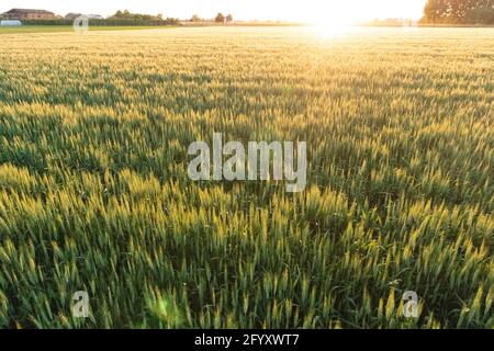 Italian cultivation field of wheat ceral at sunset Stock Photo - Alamy