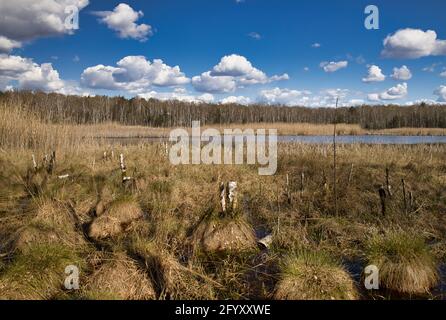 Spring landscape of old wetland Stock Photo - Alamy