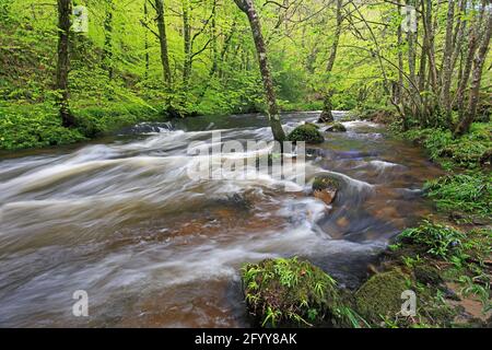 The River Teign near Fingles Bridge in springtime Dartmoor UK Stock ...
