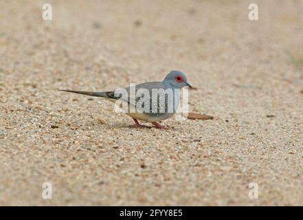 Diamond diamond dove (Geopelia cuneata) immature male moulting into ...